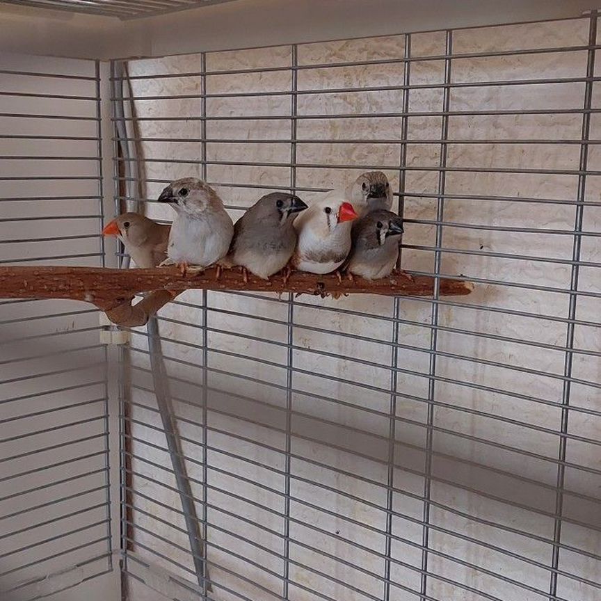 Птенцы зебровой амадины