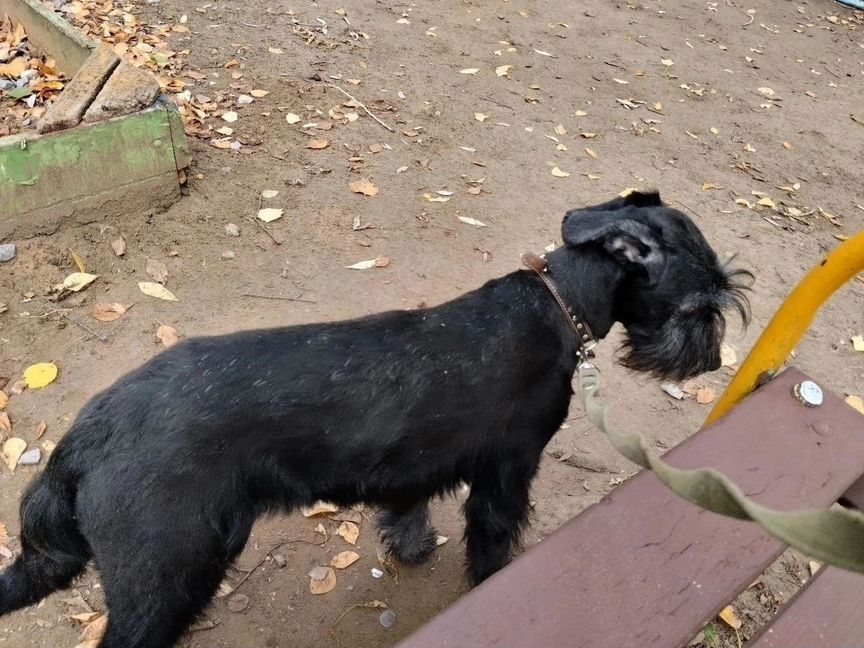 Собака помесь ризеншнауцер в добрые руки в дар