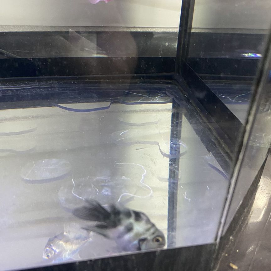 Аквариумные рыбки попугай