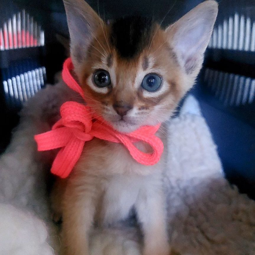Абиссинский котёнок