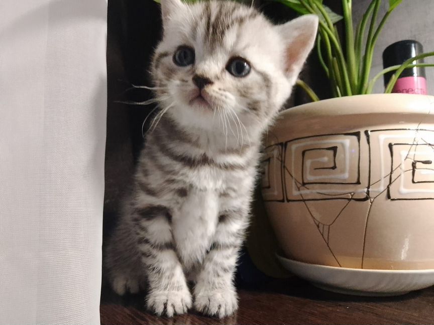 Британская