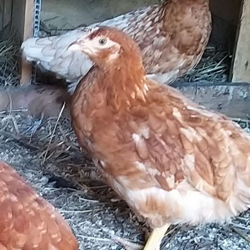 Подрощенные несушки молодки Браун ник