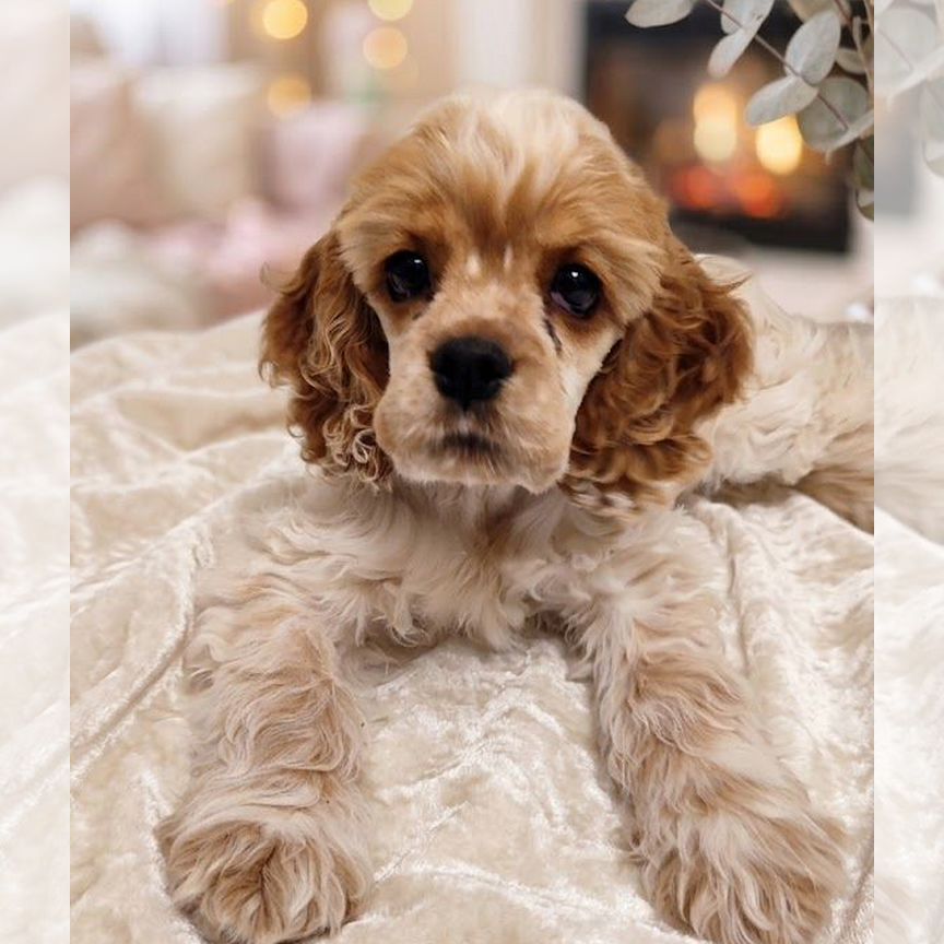 Американский кокер-спаниель, щенок