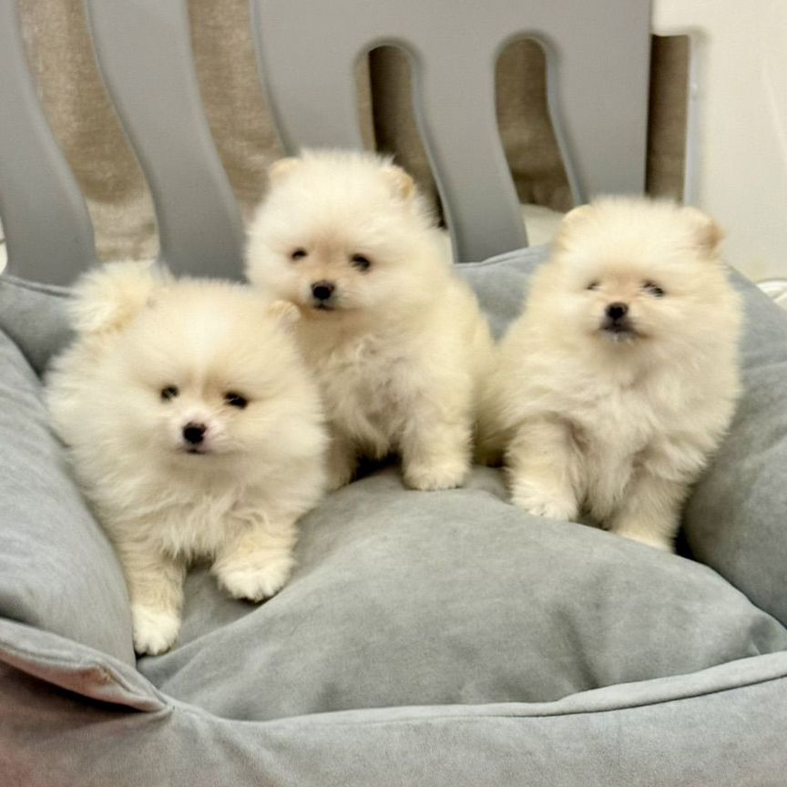 Померанский шпиц, щенок