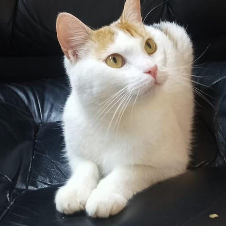 Кошка эйнджел, стерил., есть паспорт, привита, 8-9