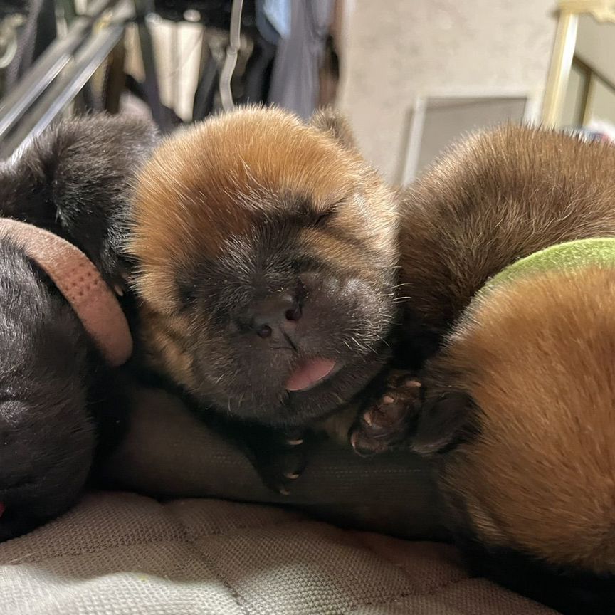 Чау-чау, щенок