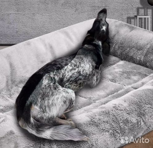 Щенок-подросток со звездой на лбу, кастрирован