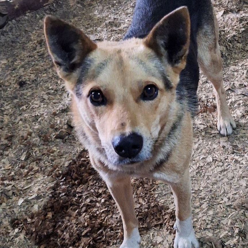 Взрослый пёс в добрые руки