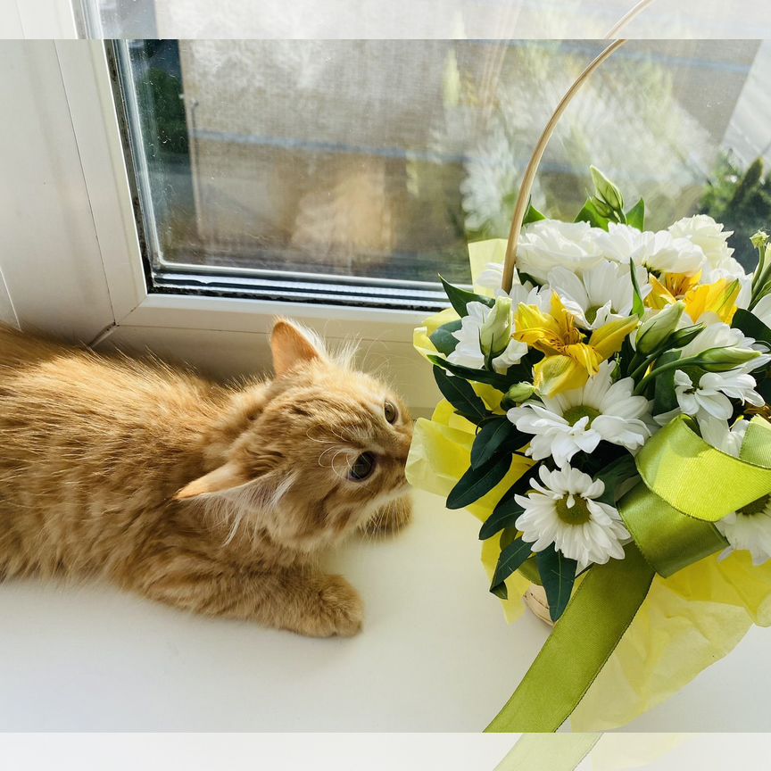 Шотландский вислоухий длинношёрстный котёнок