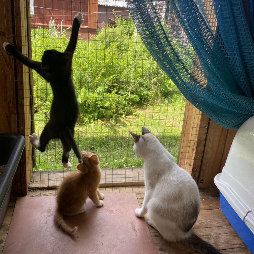 Котята в добрые руки