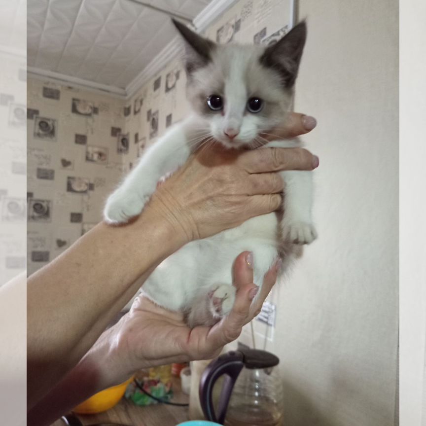 Котёнок в добрые руки