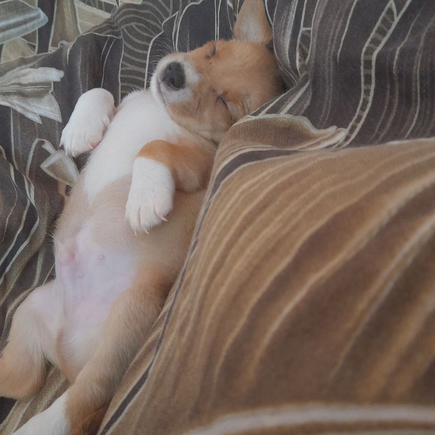 Джек рассел