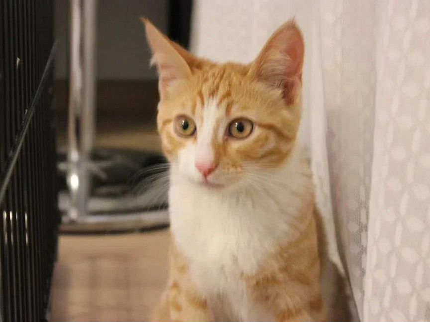 Котик в поисках дома