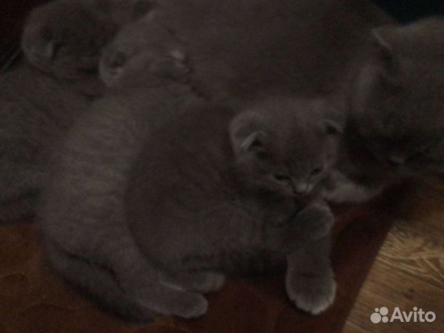 Британская кошка