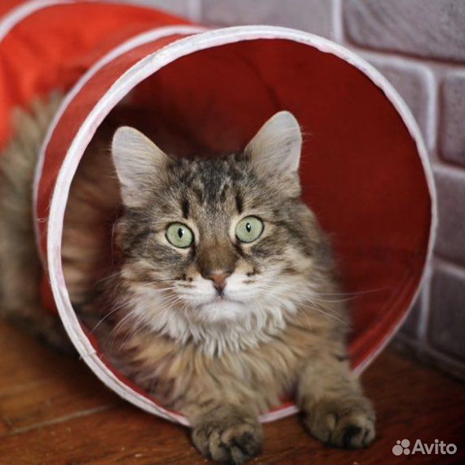 Проша из приюта ищет семью