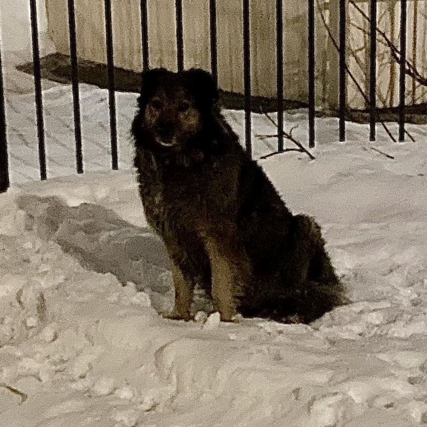 Замечена собака