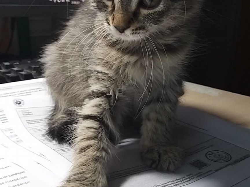 Котенок девочка в добрые руки привезу