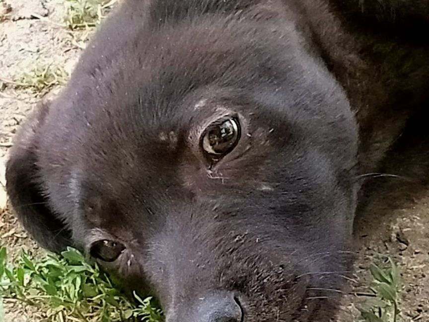 Очаровательный щенок в добрые руки