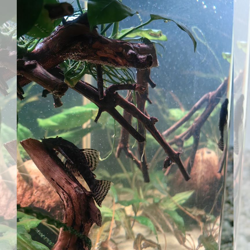 Пара анциструсов