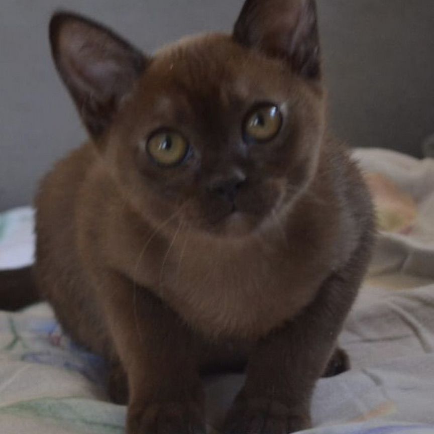 Бурманский кот