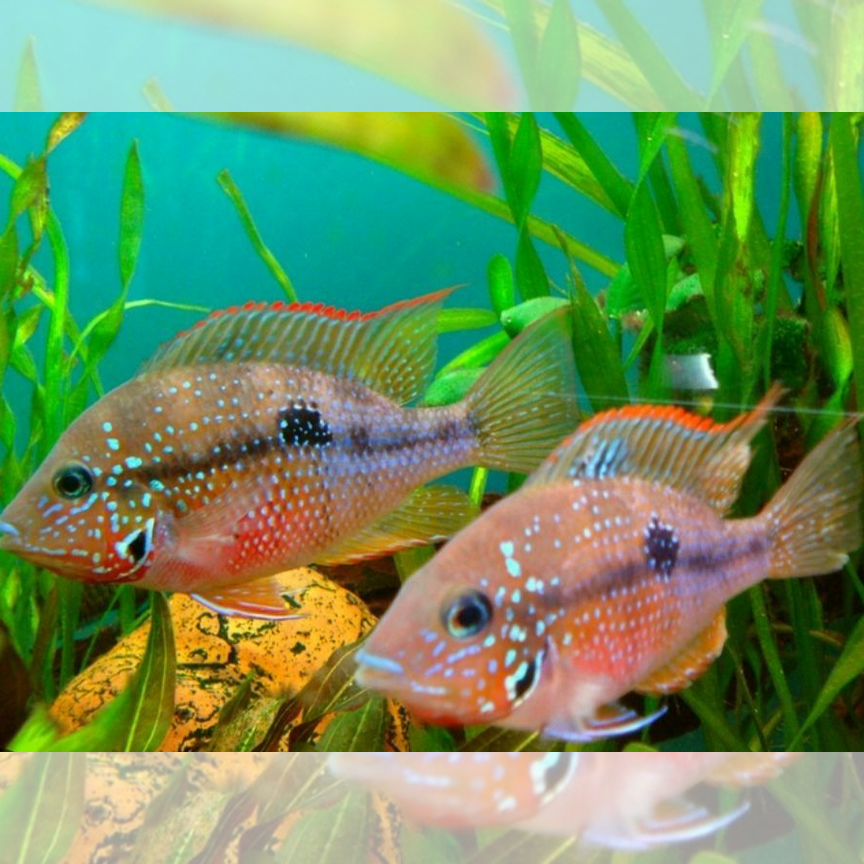 Цихлазома элиота, малёк