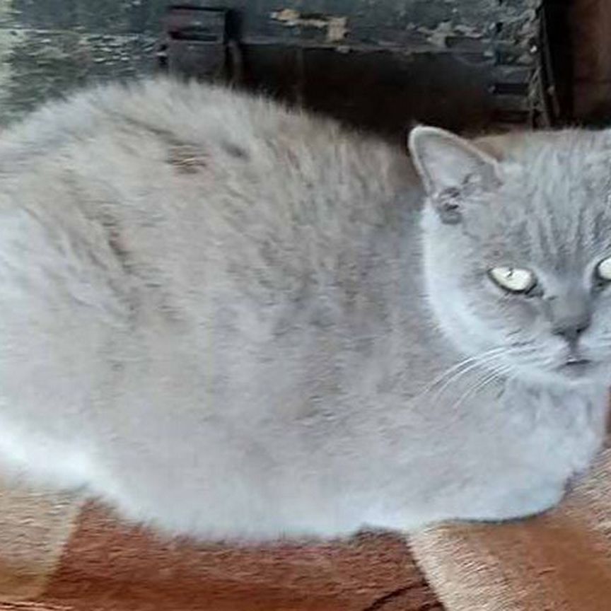 Кошка ищет семью