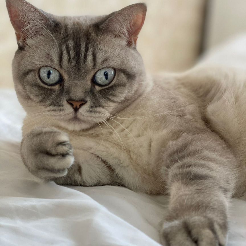 Отдам британскую кошку