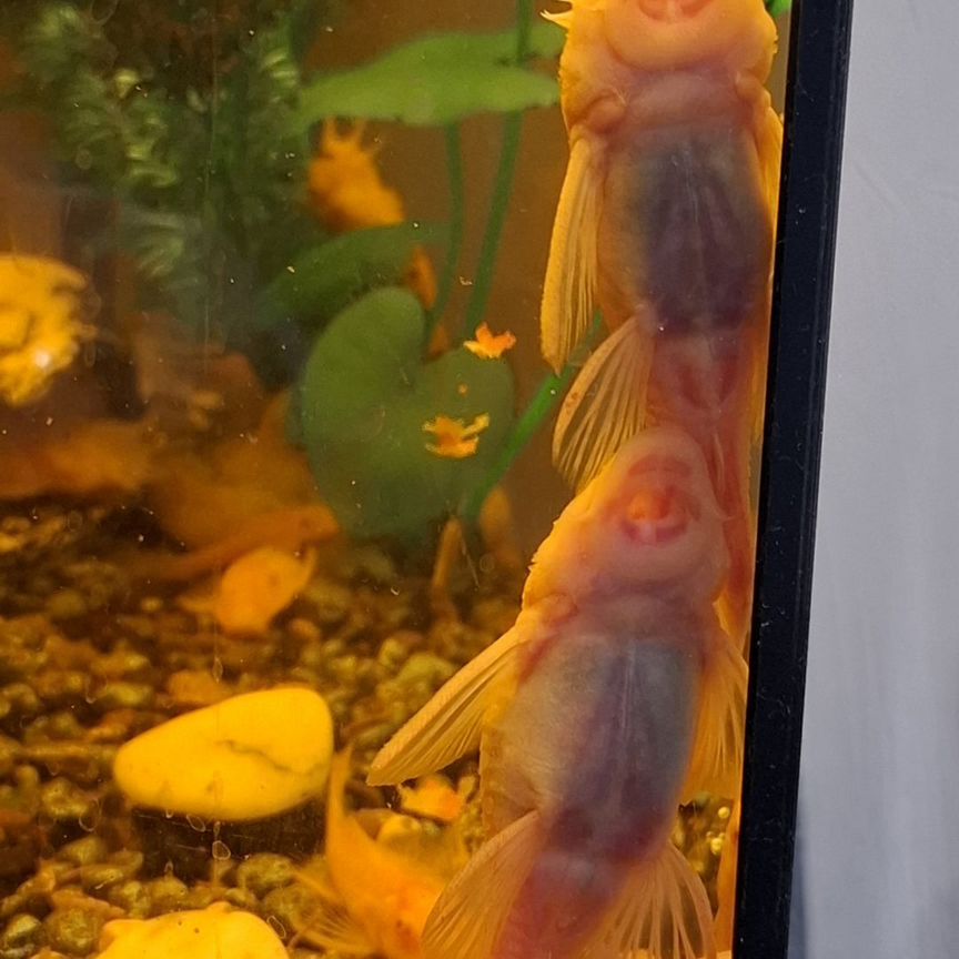 Аквариумные рыбки сомики