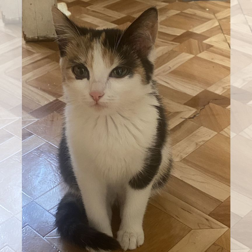 Котёнок в добрые руки