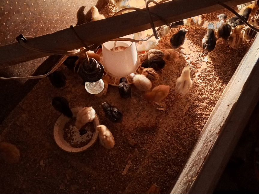 Цыплята возраст 1месяц