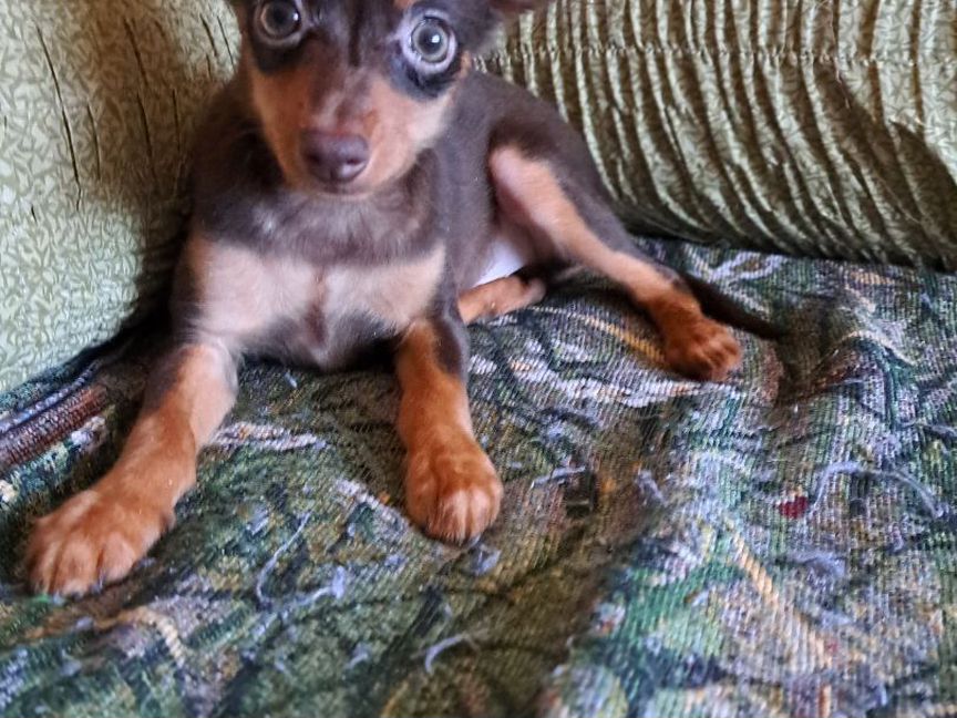 Той-терьер щенки