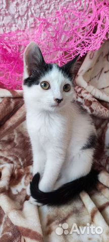 Котята 3 мес