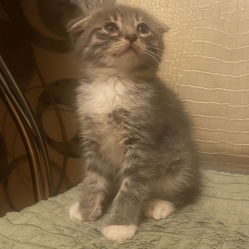 Котёнок от частного владельца