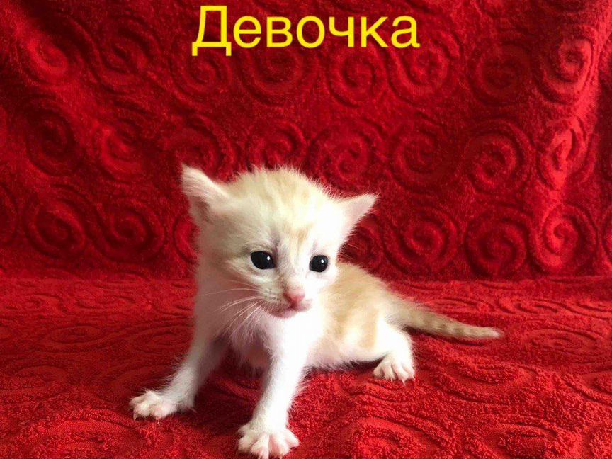 Котики/кошечки в ожидании своих семей