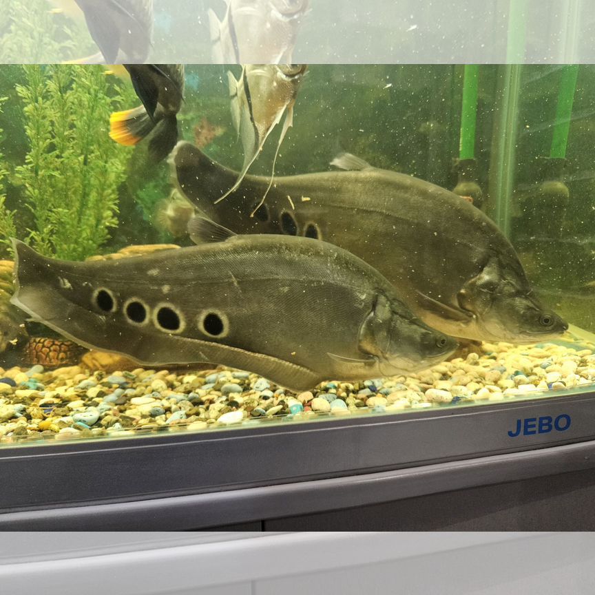 Аквариумные рыбки