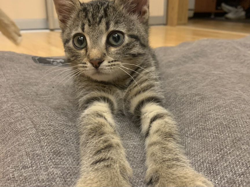 Котик Тима