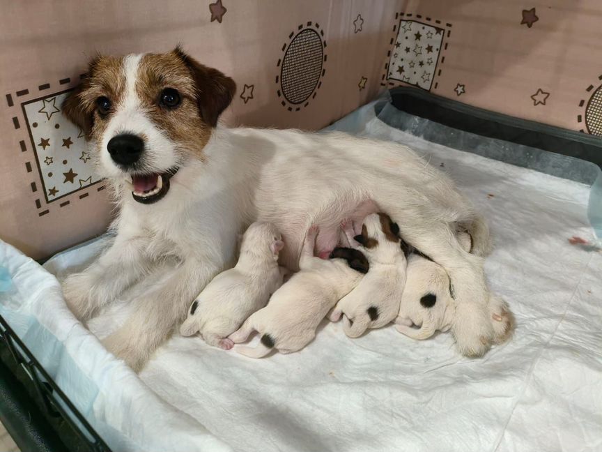 Джек Рассел терьер