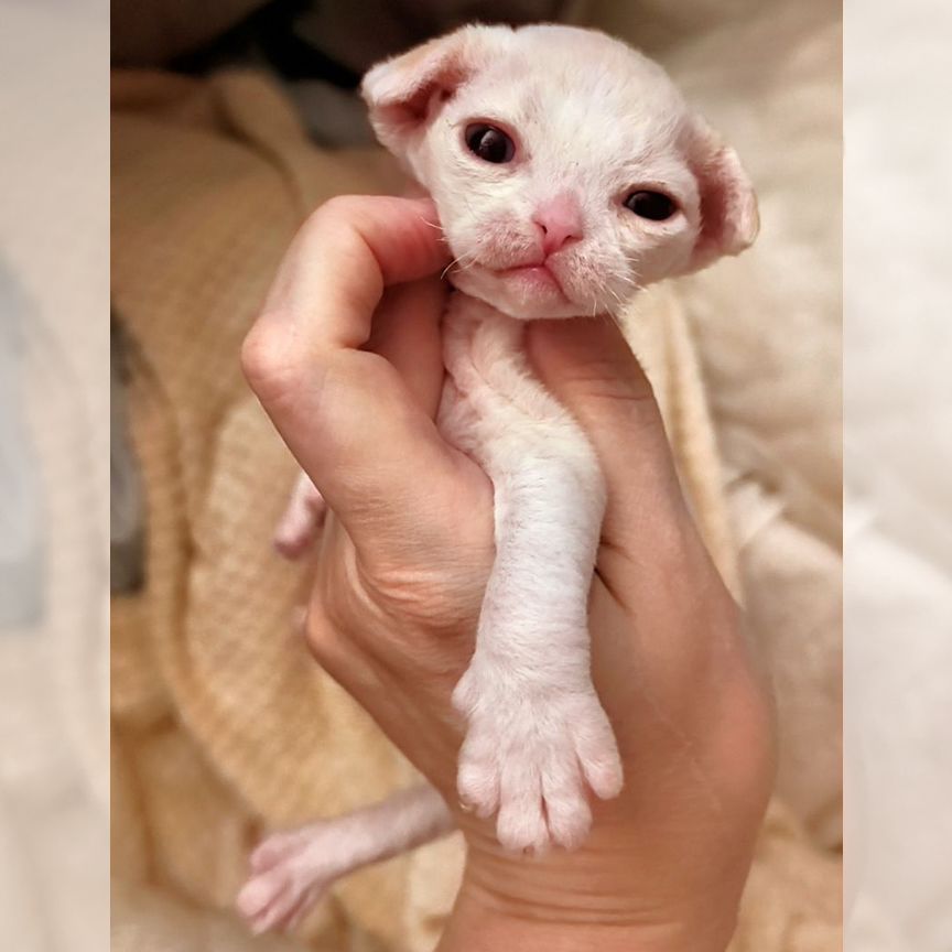 Девон-рекс котёнок