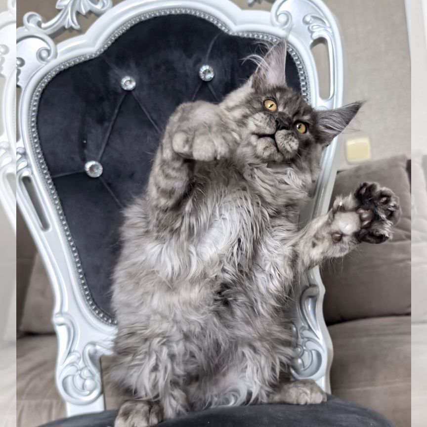 Мейн-кун котёнок