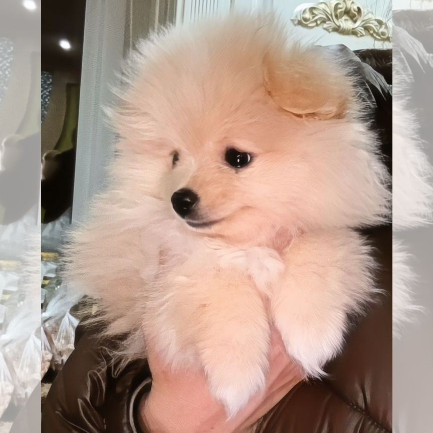 Немецкий шпиц, щенок