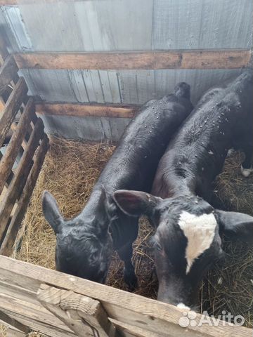 Продаются тёлочки