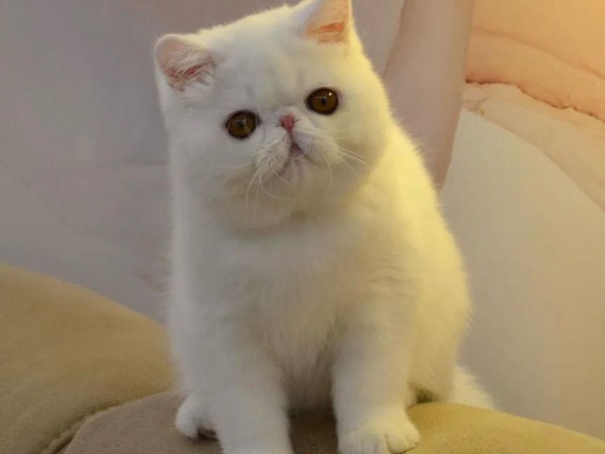 Котик экзот на вязку