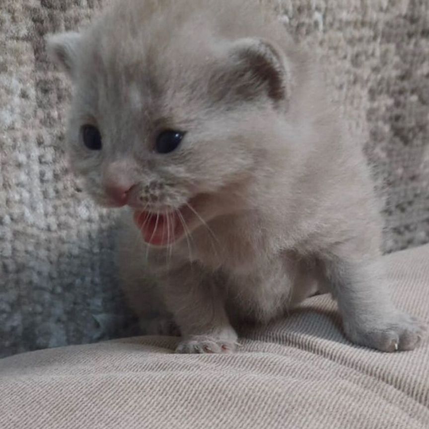 Британские котята