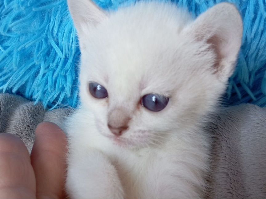 Тайский котик