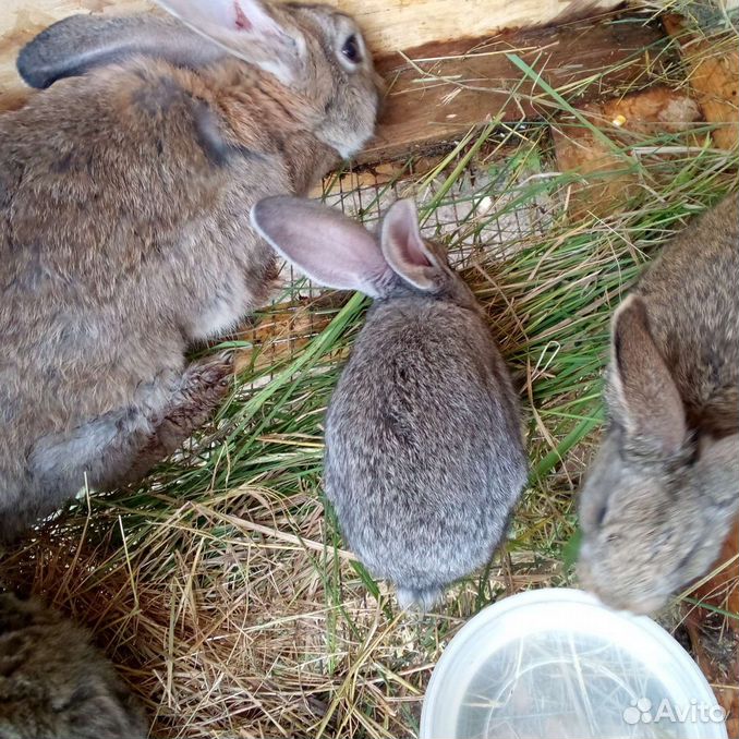 Кролики породы великан
