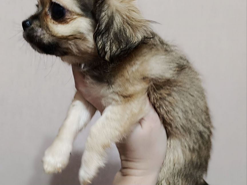 Длинношерстные чихуахуа