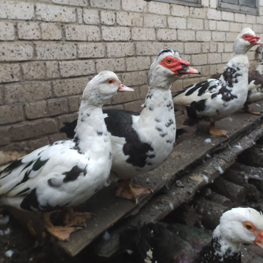 Мускусные утки