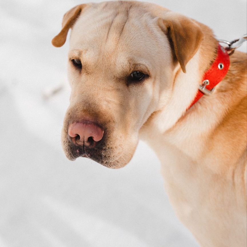 Собака в добрые руки