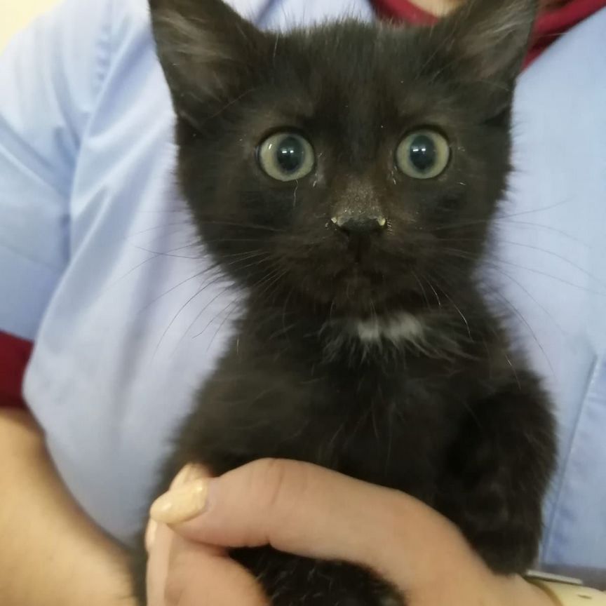 Котёнок в добрые руки