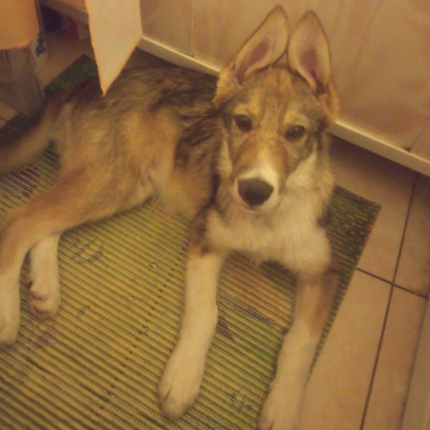 Щенок в добрые руки